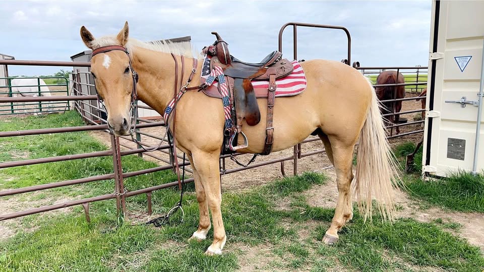 Horses: Life’s Greatest Ride - Equestrian Collection – Tumbleweed